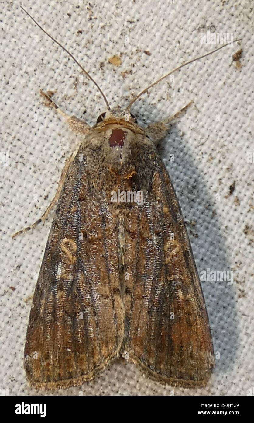 Fall Armyworm Moth (Spodoptera frugiperda Stock Photo - Alamy