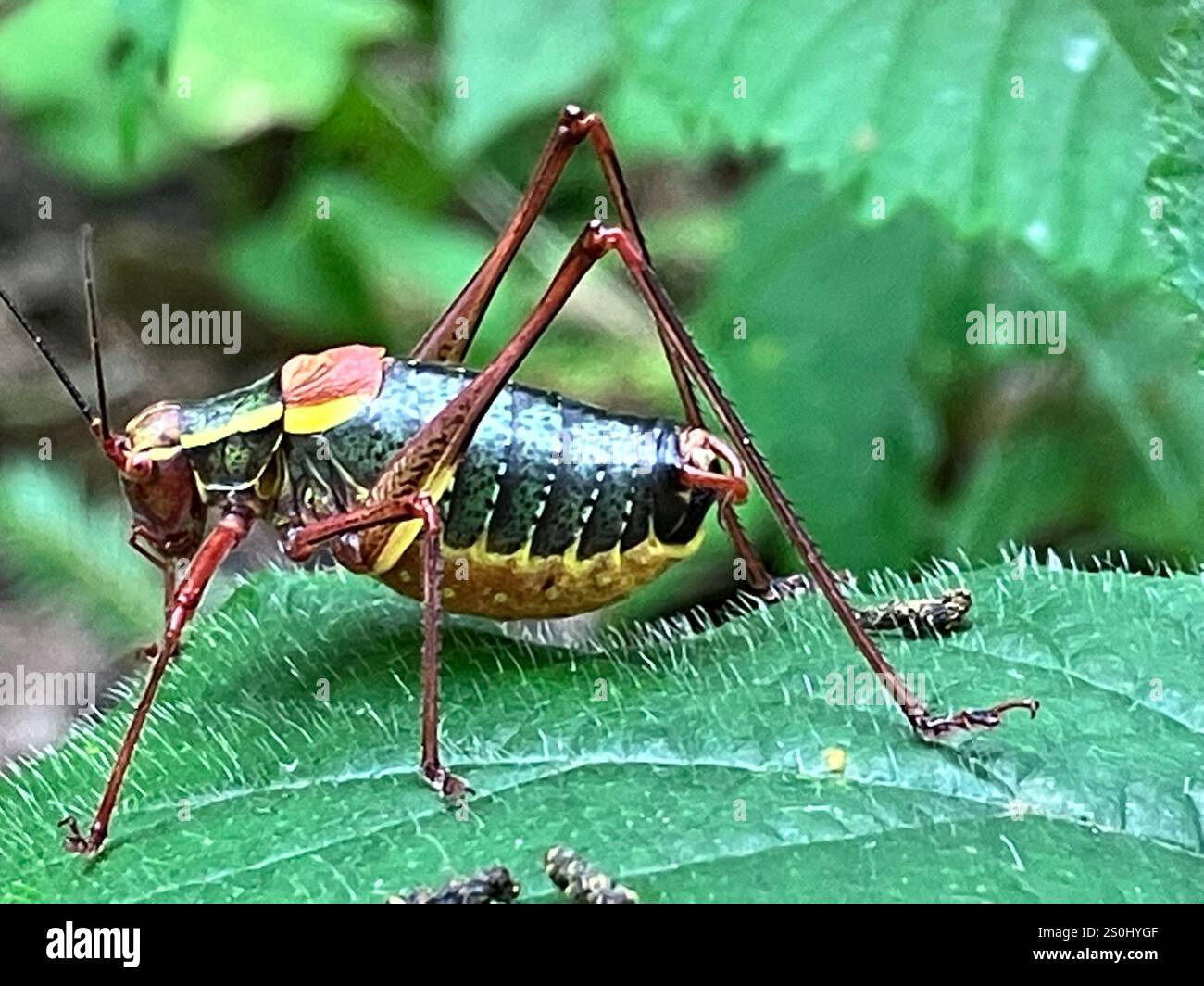 Common Saw Bush-cricket (Barbitistes serricauda Stock Photo - Alamy