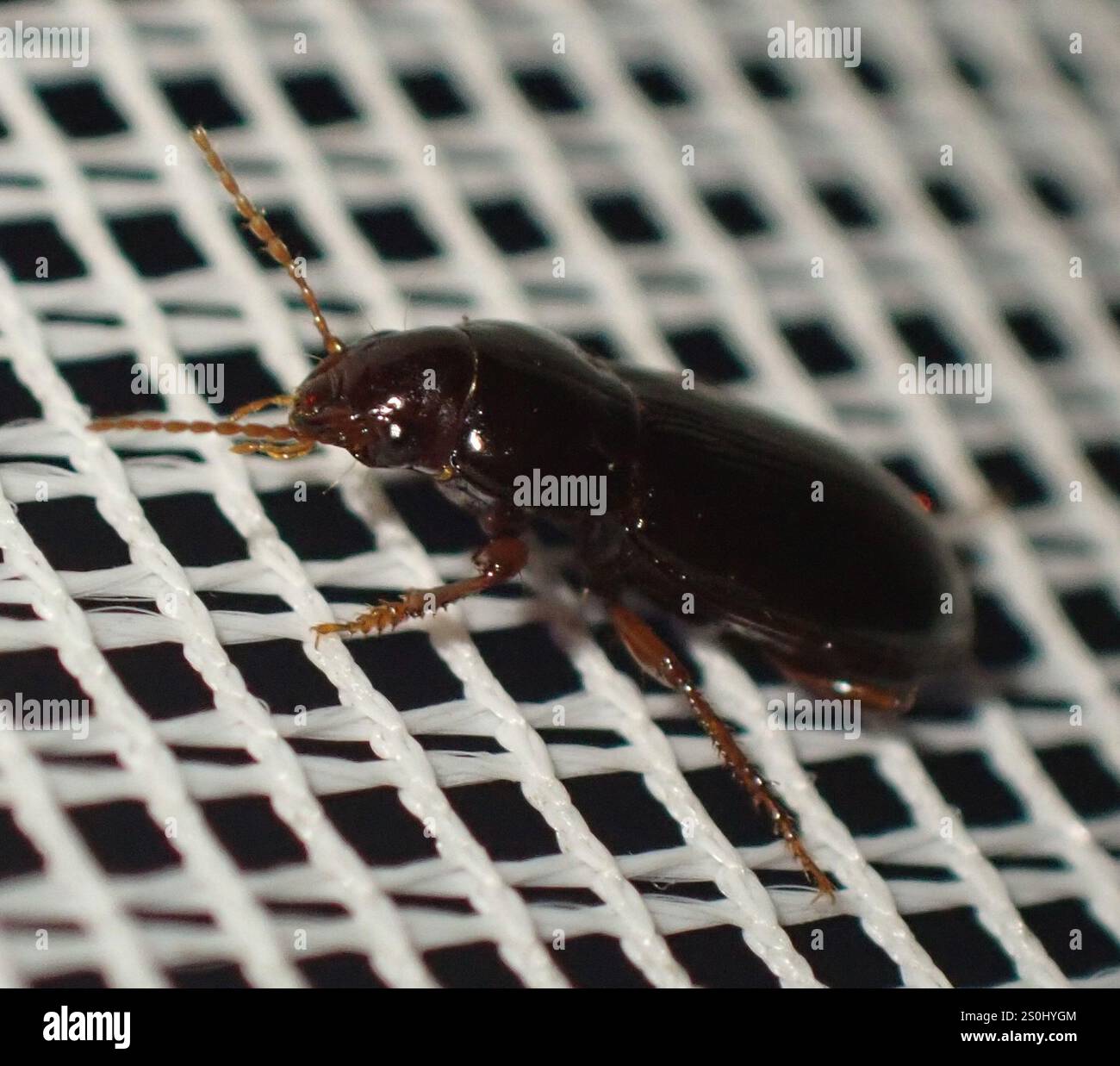 Sun Beetles (Amara Stock Photo - Alamy