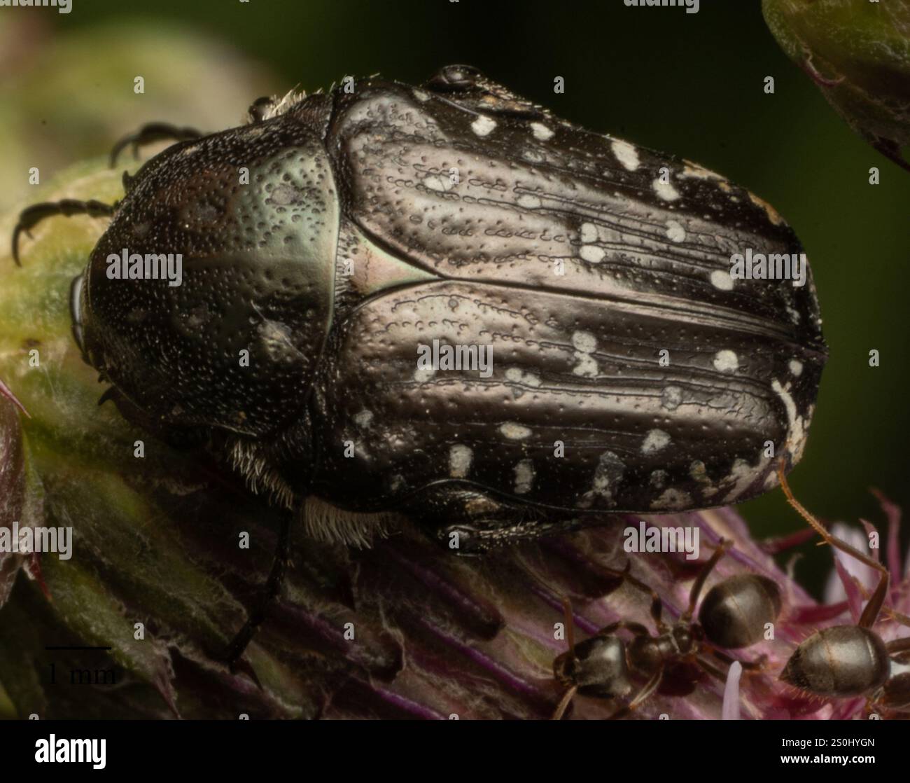 Mediterranean Spotted Chafer (Oxythyrea funesta Stock Photo - Alamy