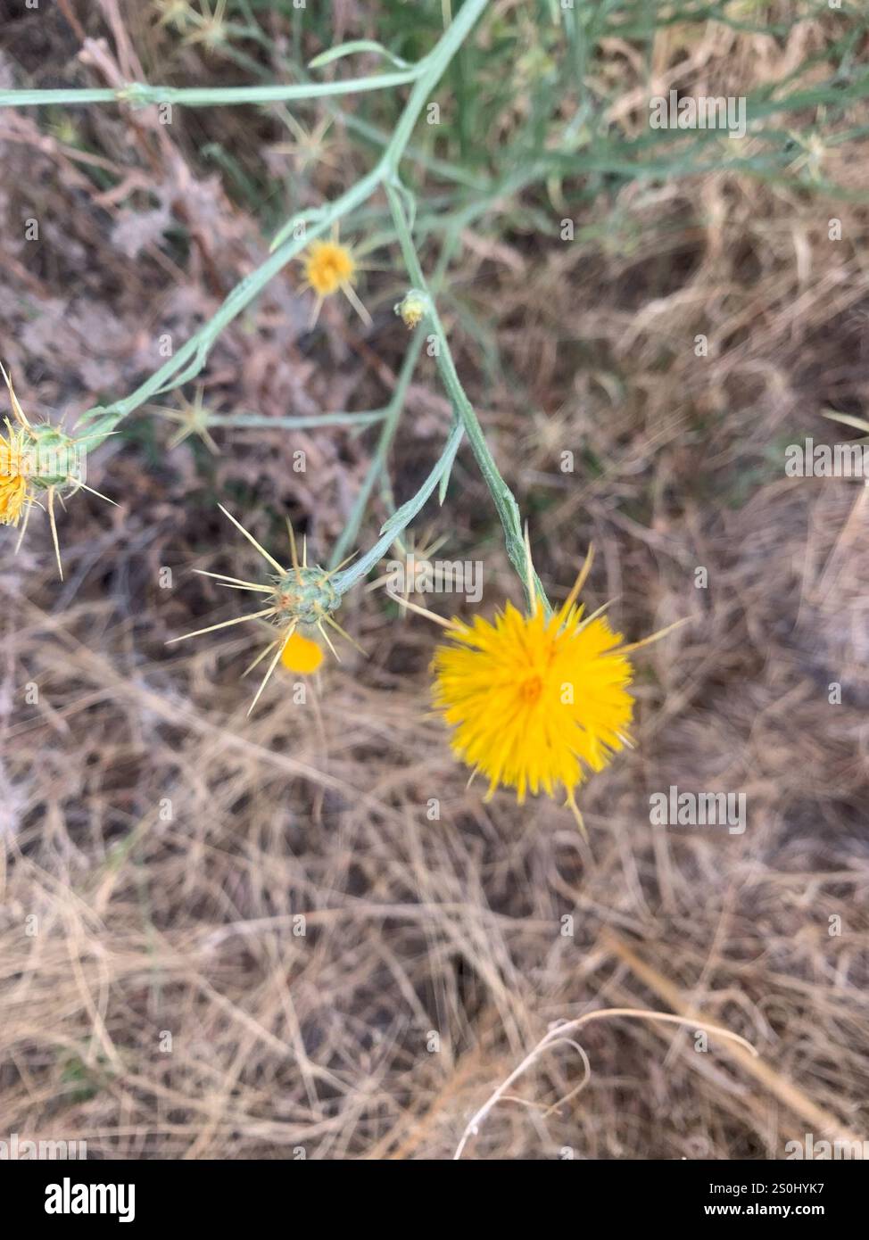 Yellow Star-Thistle (Centaurea solstitialis Stock Photo - Alamy
