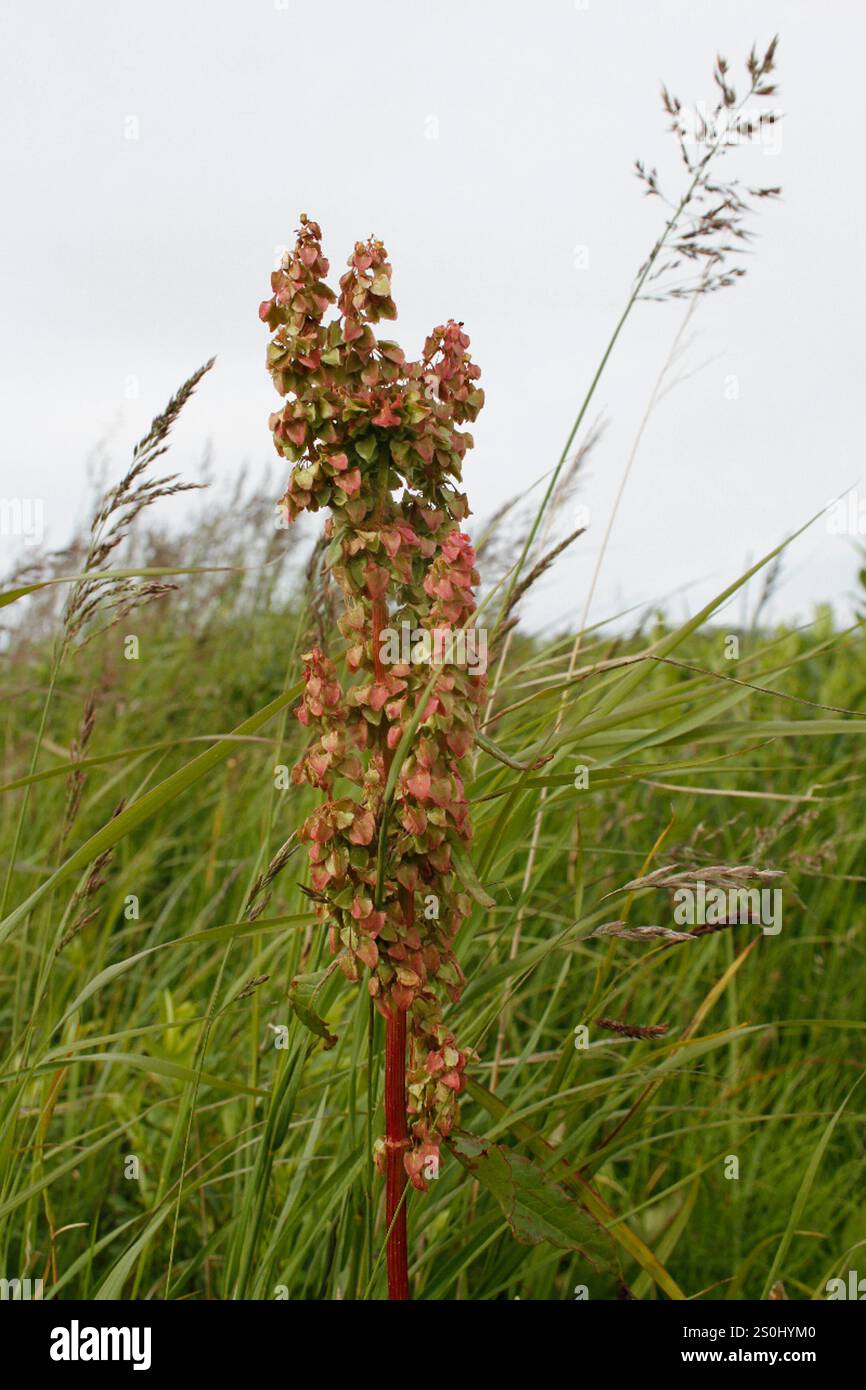 Arctic Dock (Rumex arcticus Stock Photo - Alamy