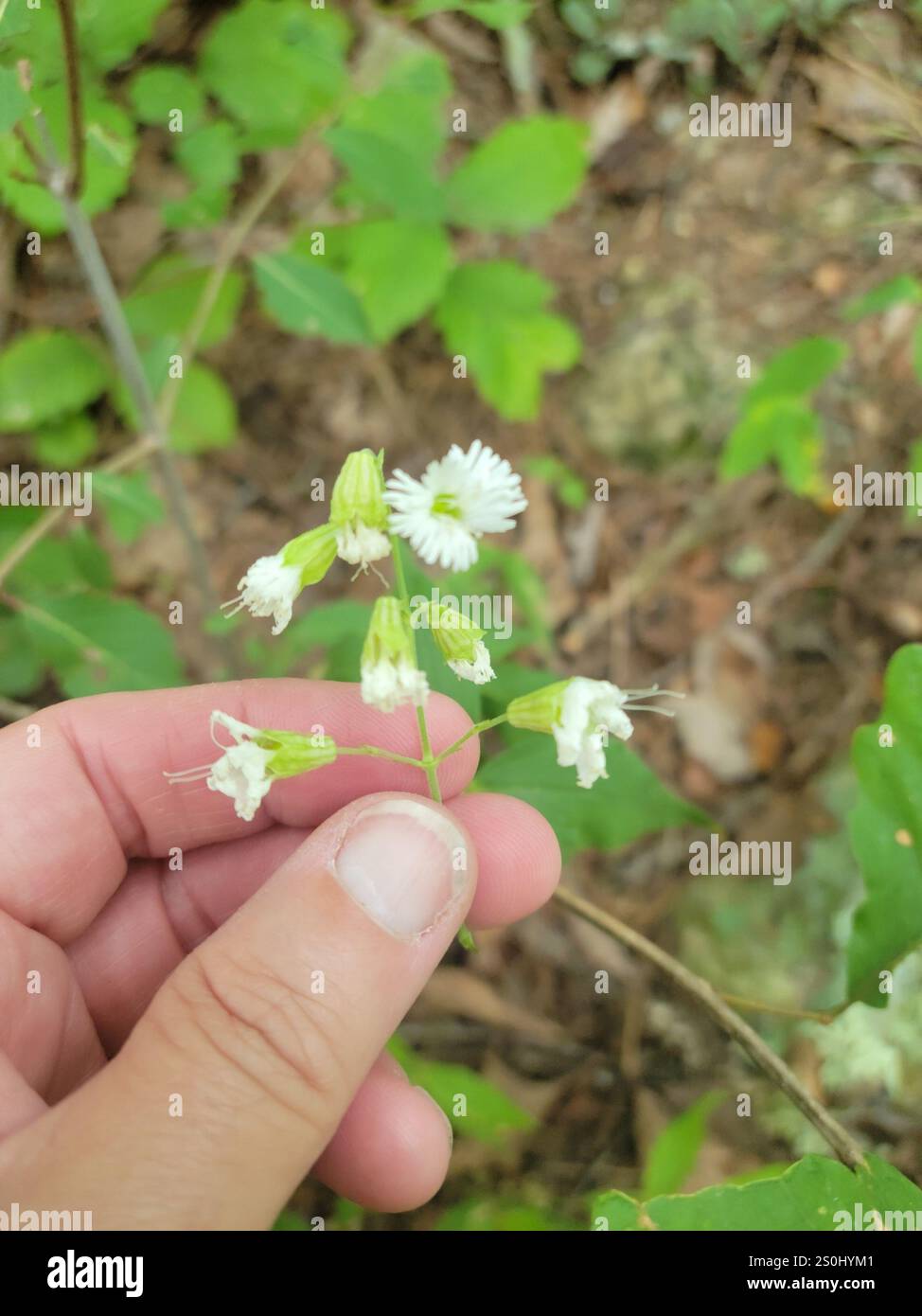 starry campion (Silene stellata Stock Photo - Alamy