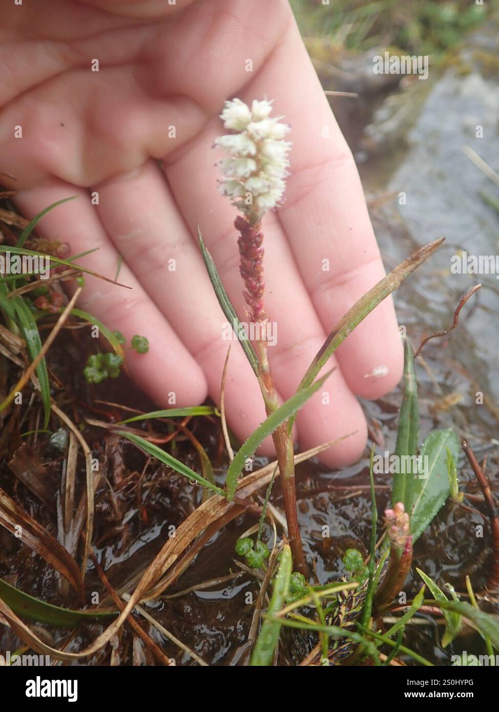 alpine bistort (Bistorta vivipara Stock Photo - Alamy