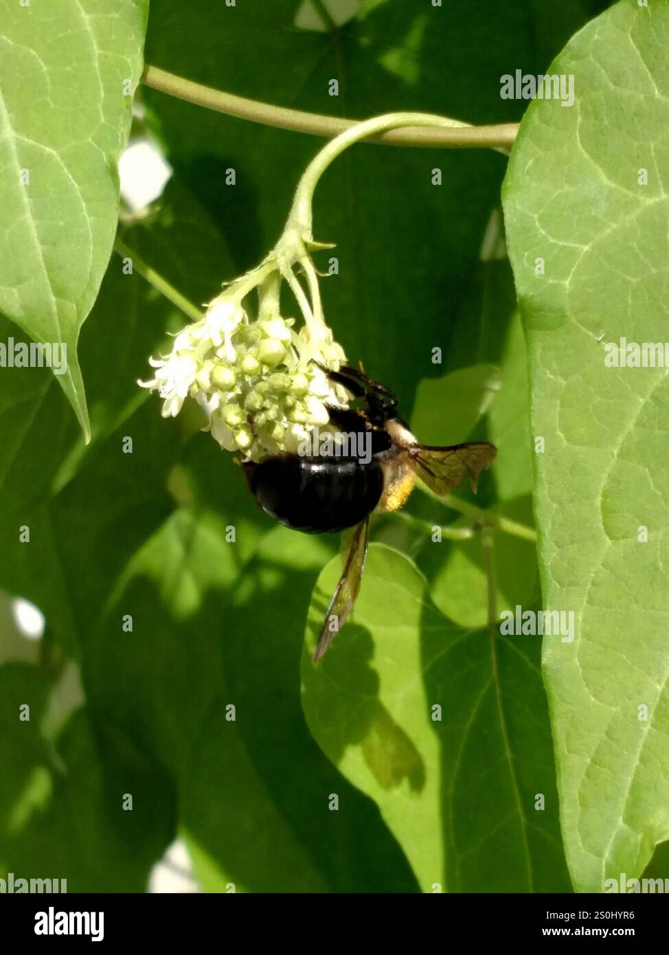 Virginia Carpenter Bee (Xylocopa virginica virginica Stock Photo - Alamy