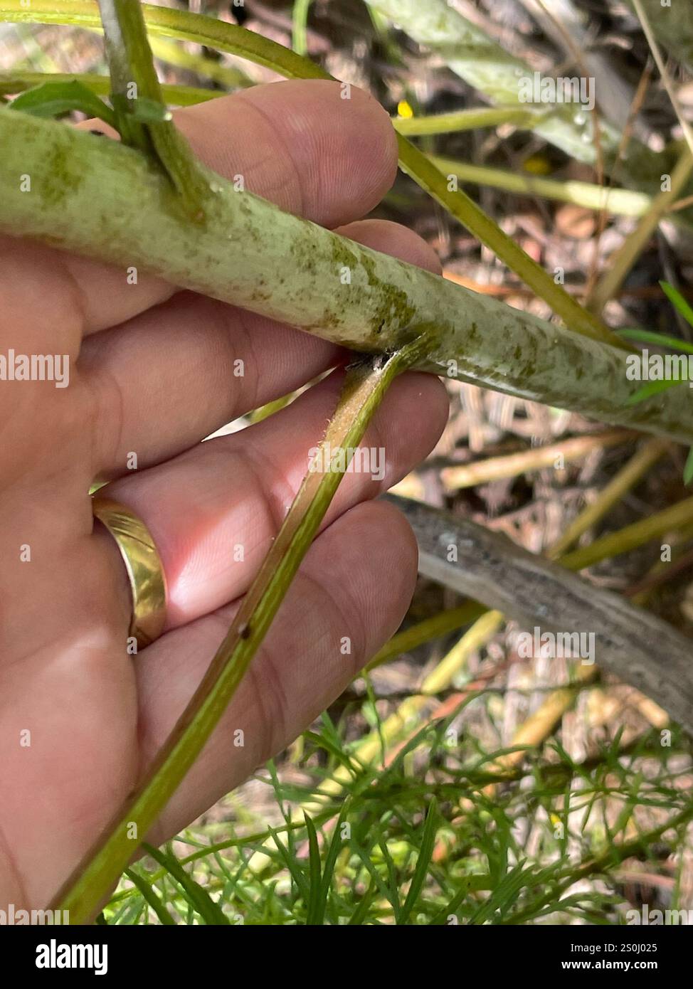 Kidney-leaf Rosinweed (Silphium compositum Stock Photo - Alamy