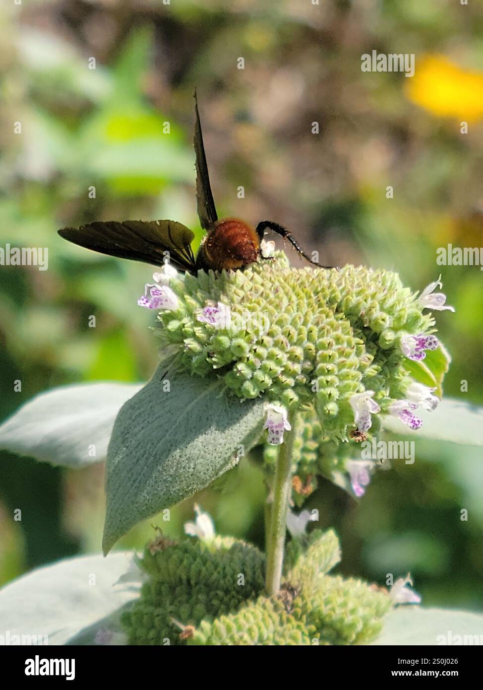 Blue-winged Scoliid Wasp (Scolia dubia Stock Photo - Alamy