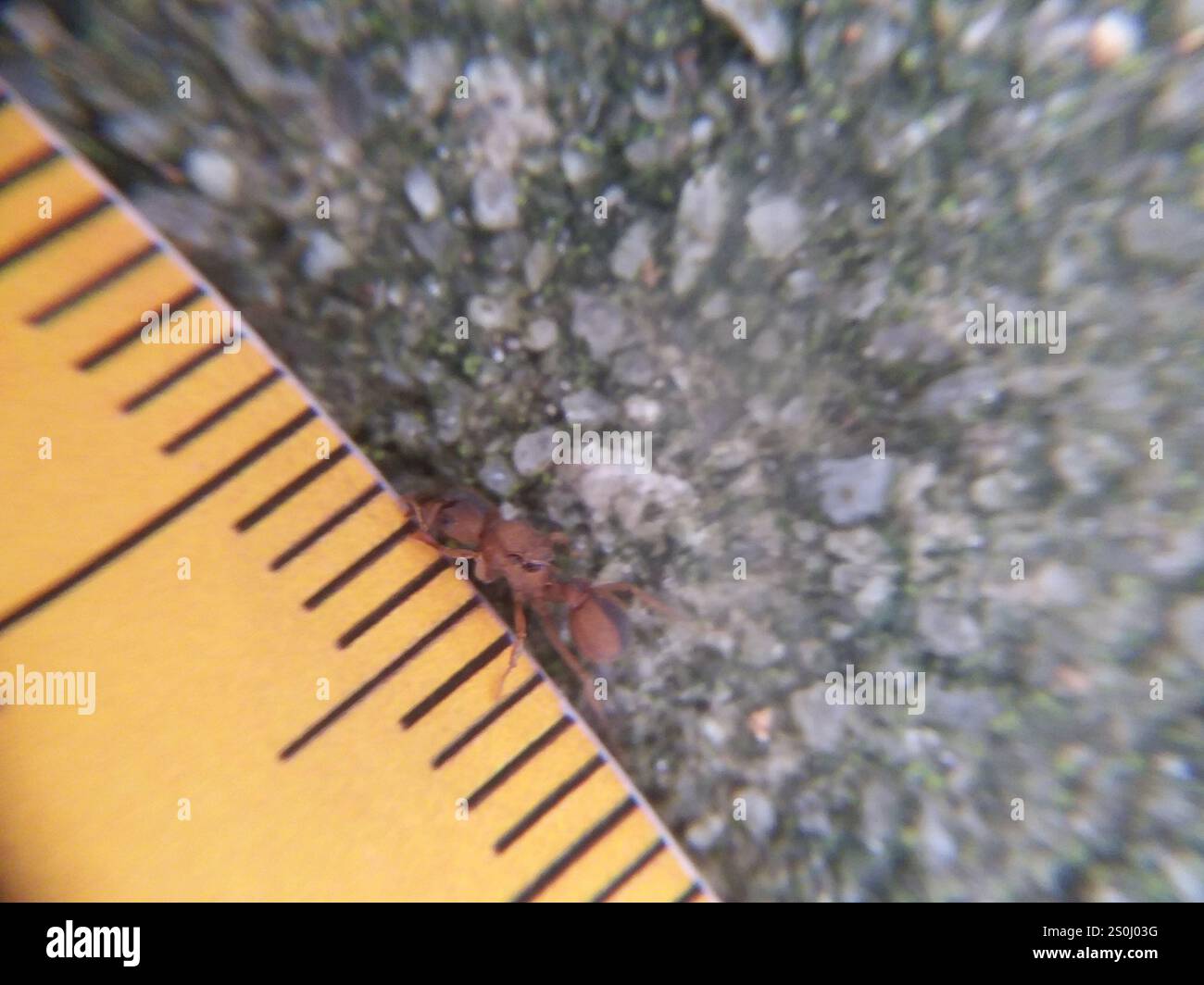 Northern Fungus-farming Ant (Trachymyrmex septentrionalis Stock Photo ...