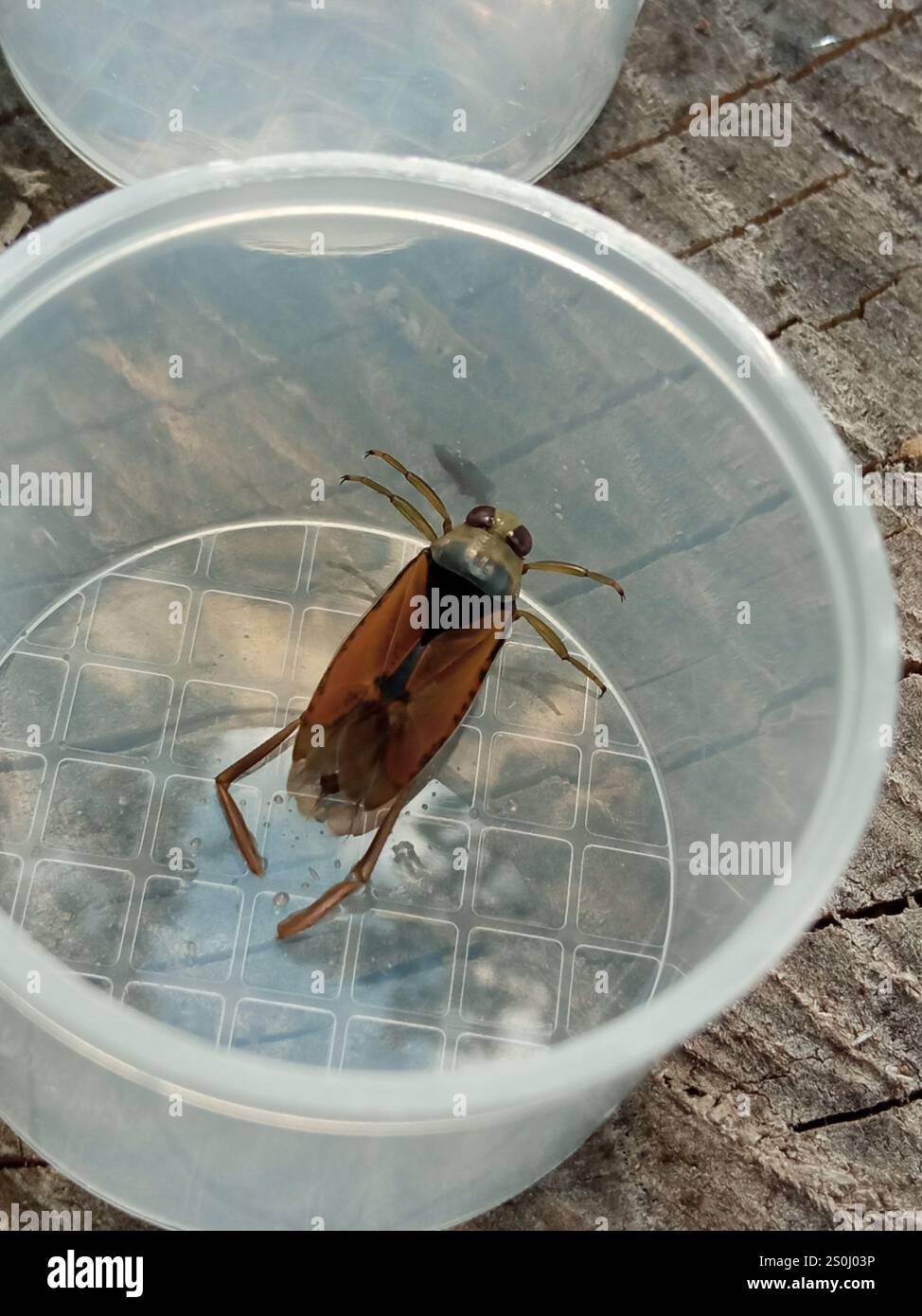 Eurasian Greater Water Boatman (Notonecta glauca Stock Photo - Alamy