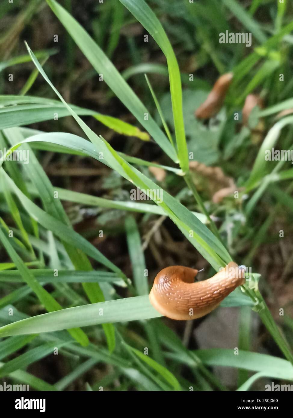 Spanish Slug (Arion vulgaris Stock Photo - Alamy
