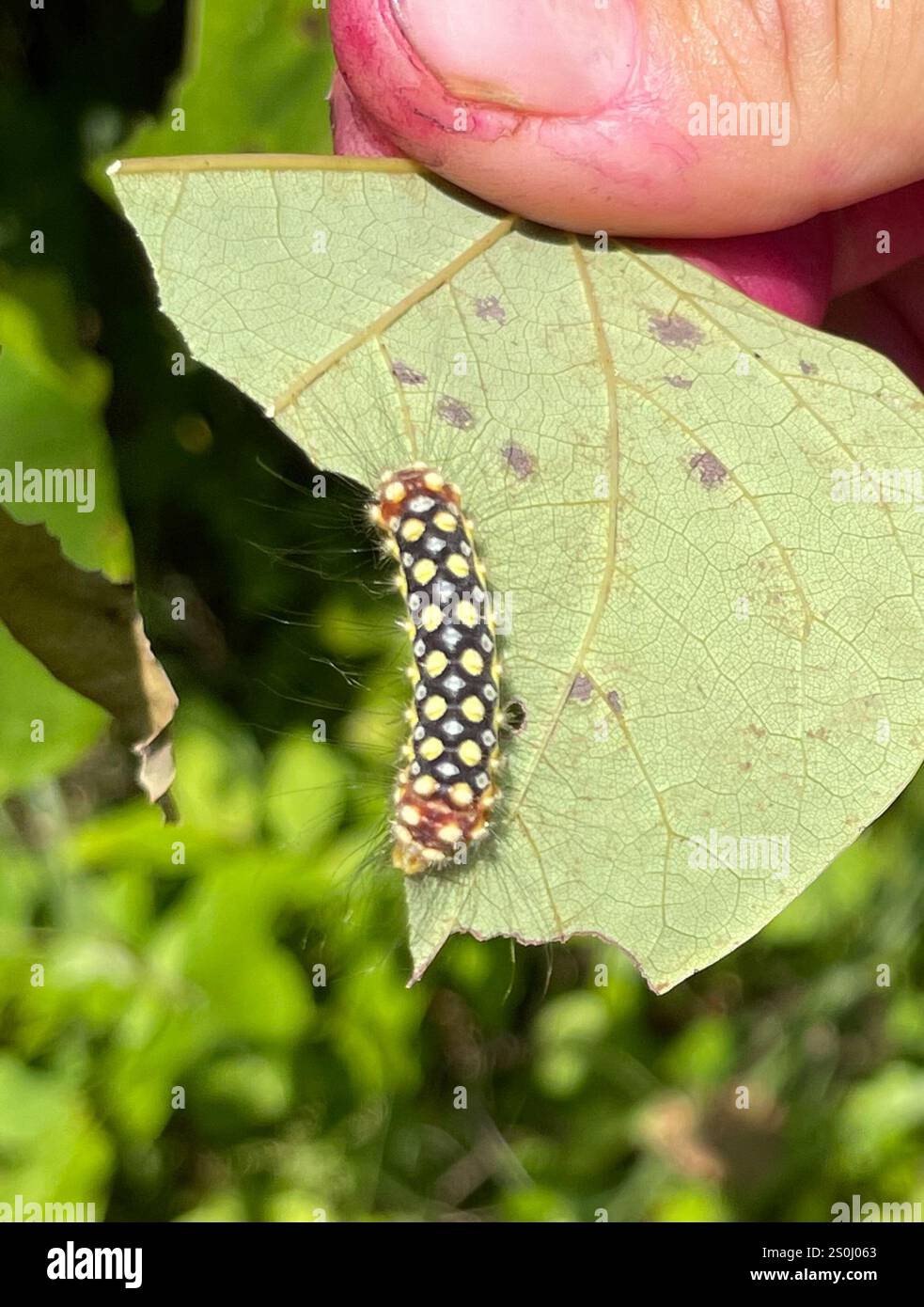 White Flannel Moth (Norape cretata Stock Photo - Alamy