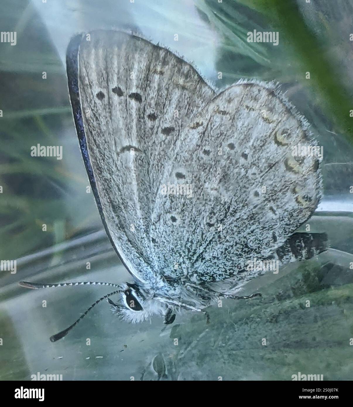 Plebejus anna hi-res stock photography and images - Alamy