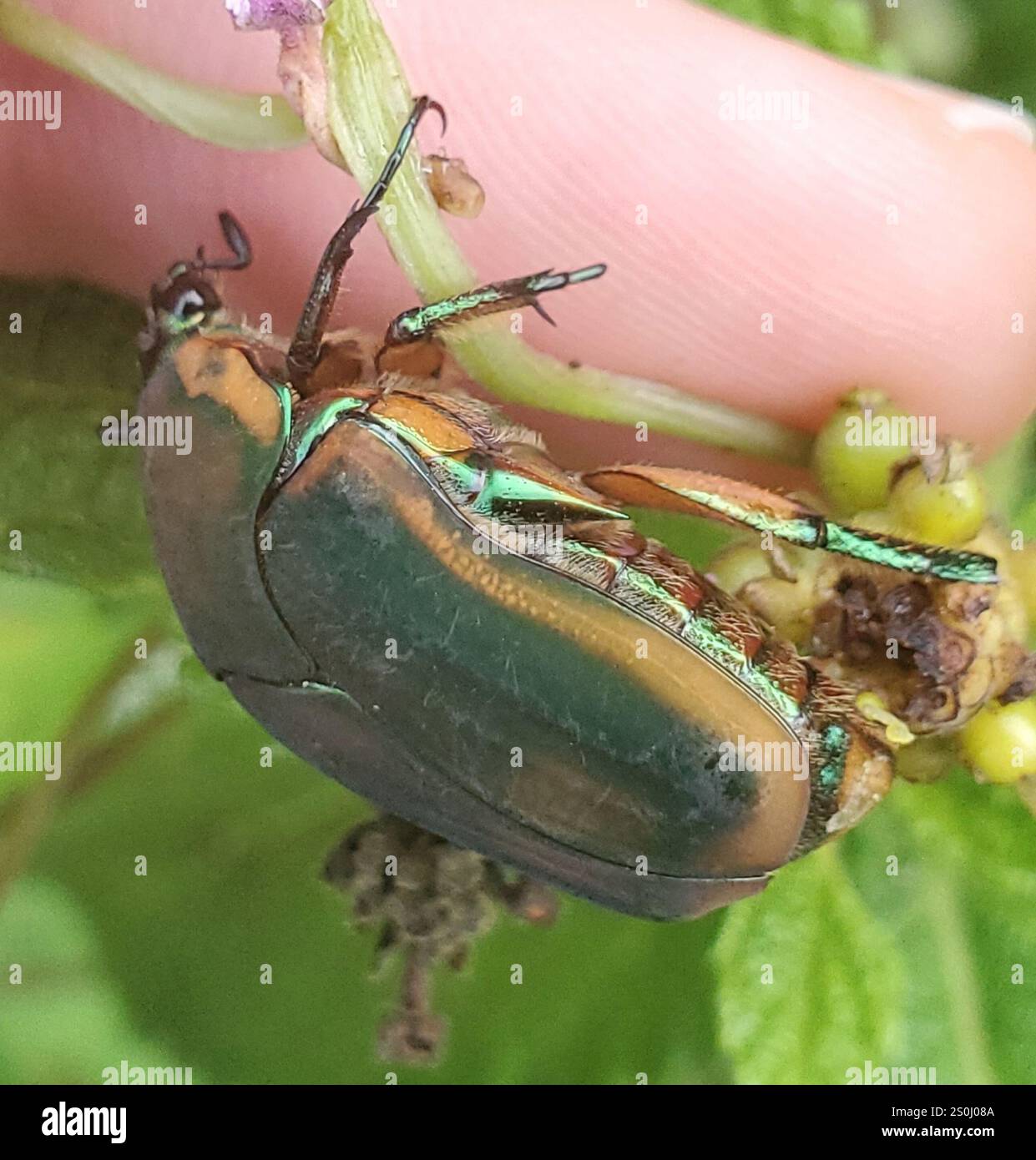 Common Green June Beetle (Cotinis nitida Stock Photo - Alamy