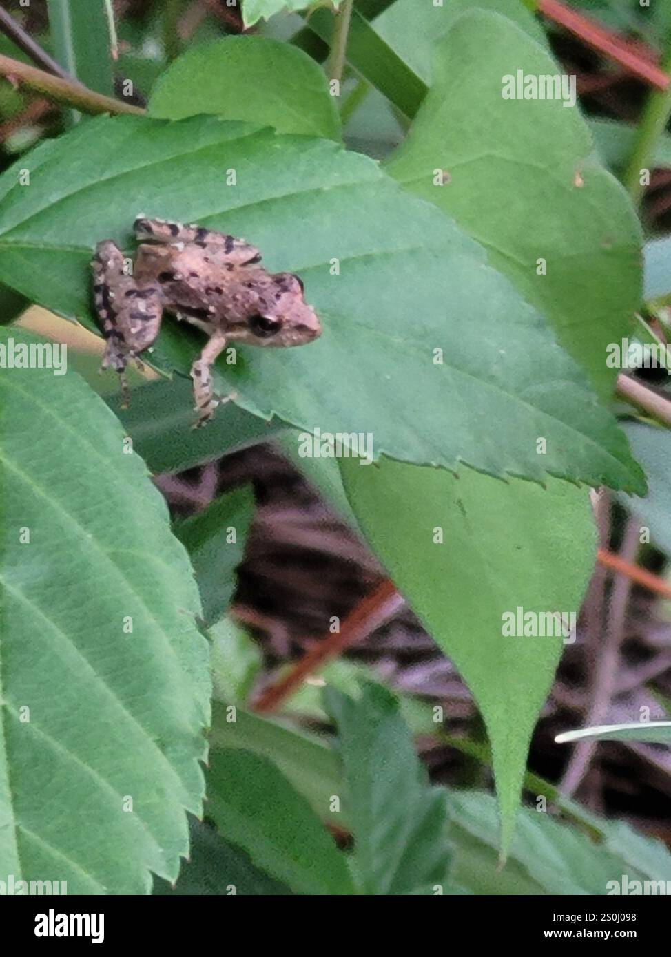 Southern Cricket Frog (Acris gryllus Stock Photo - Alamy