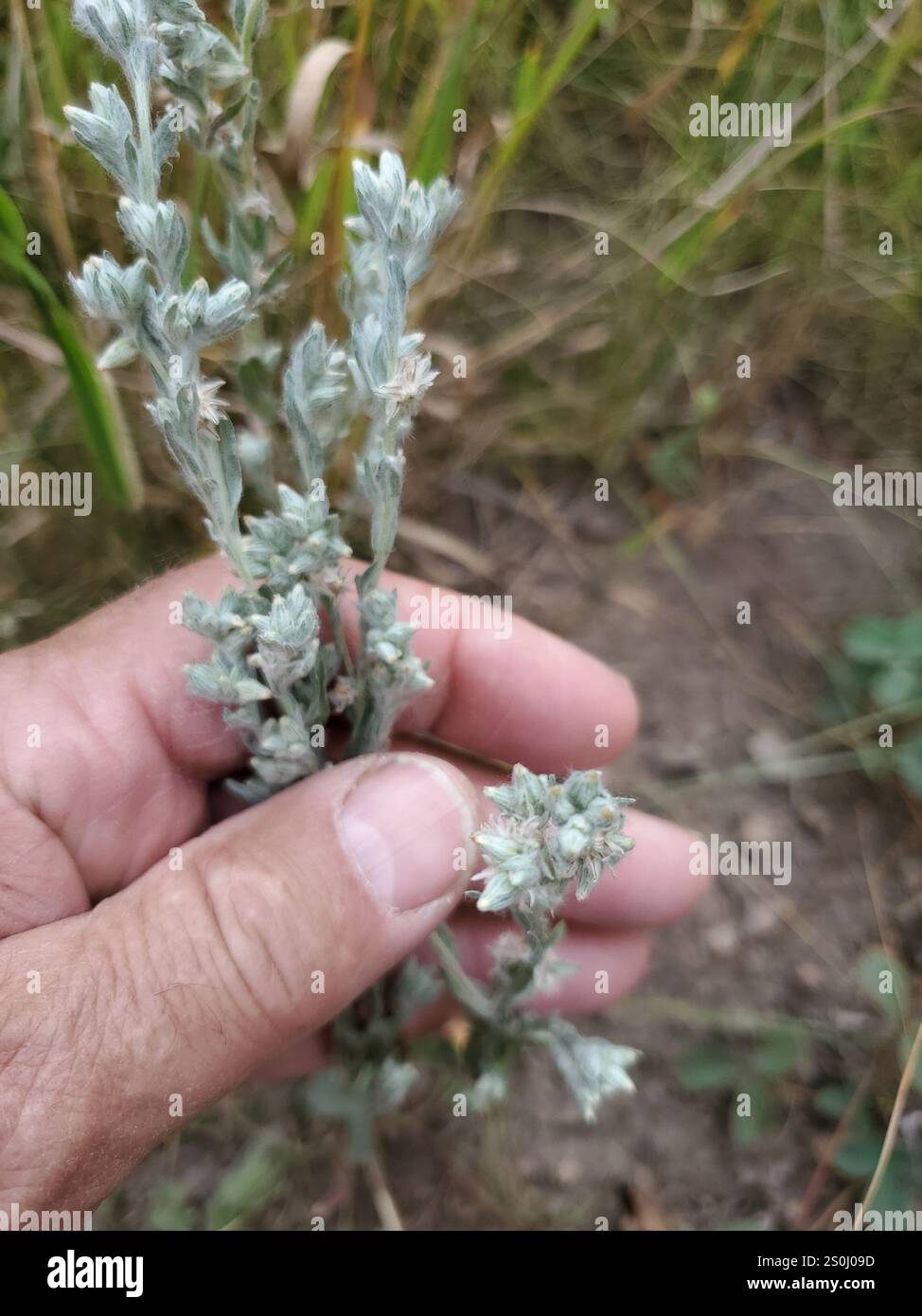 field fluffweed (Filago arvensis Stock Photo - Alamy