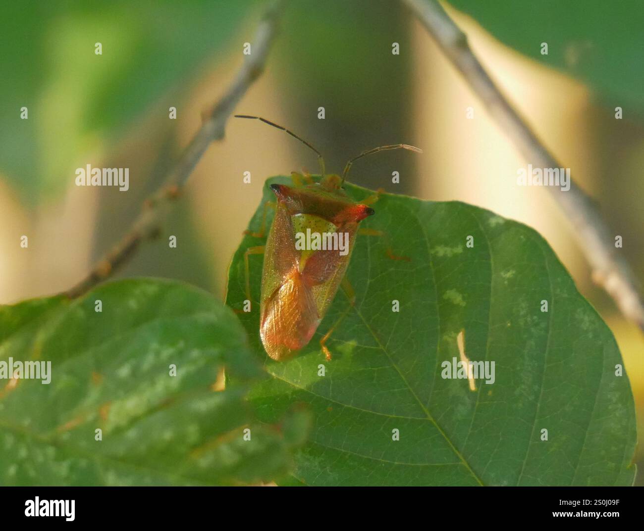 Hawthorn Shield Bug (Acanthosoma haemorrhoidale Stock Photo - Alamy