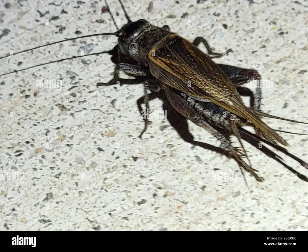 Variable Field Cricket (Gryllus lineaticeps Stock Photo - Alamy