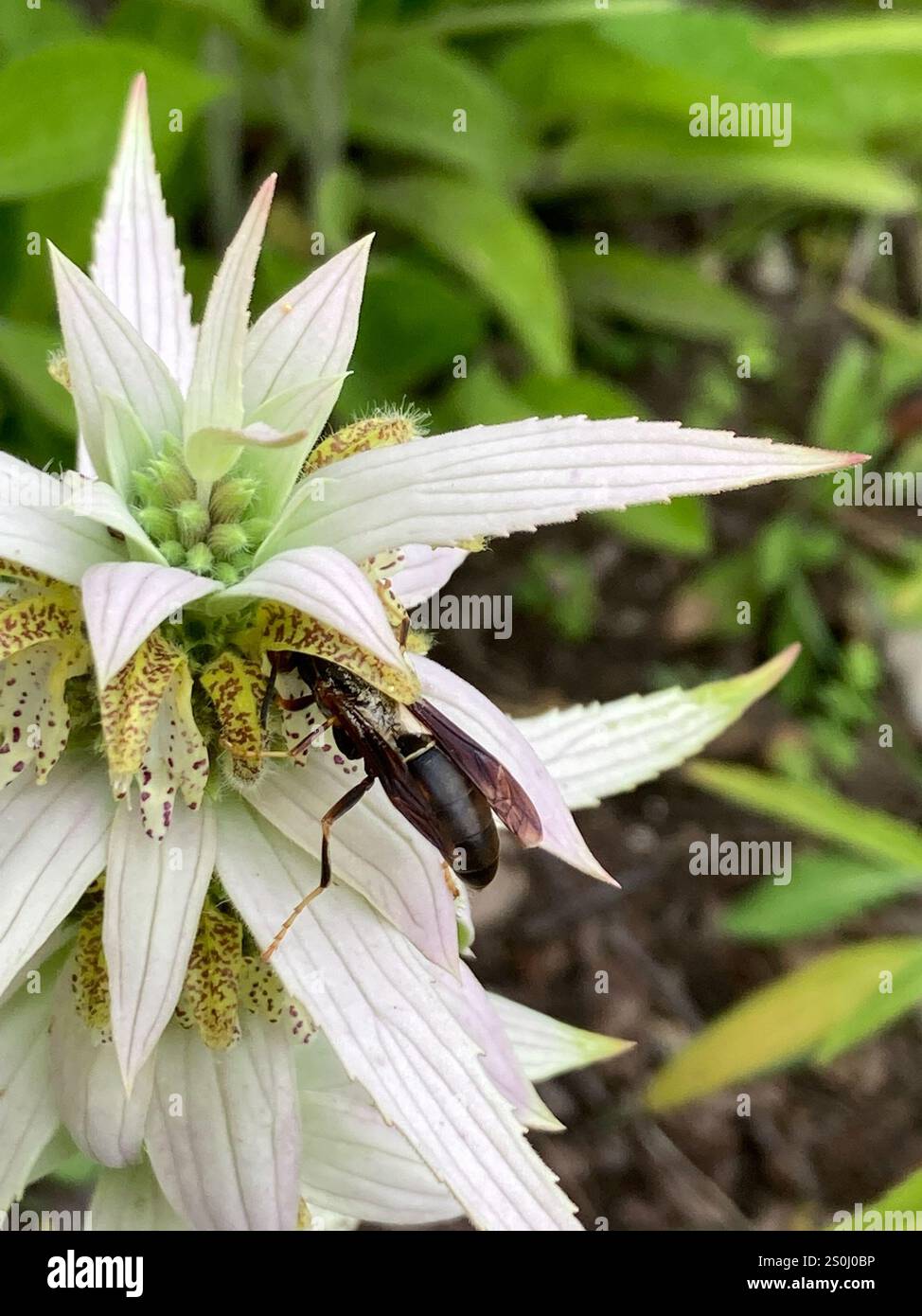 Northern Paper Wasp (Polistes fuscatus Stock Photo - Alamy