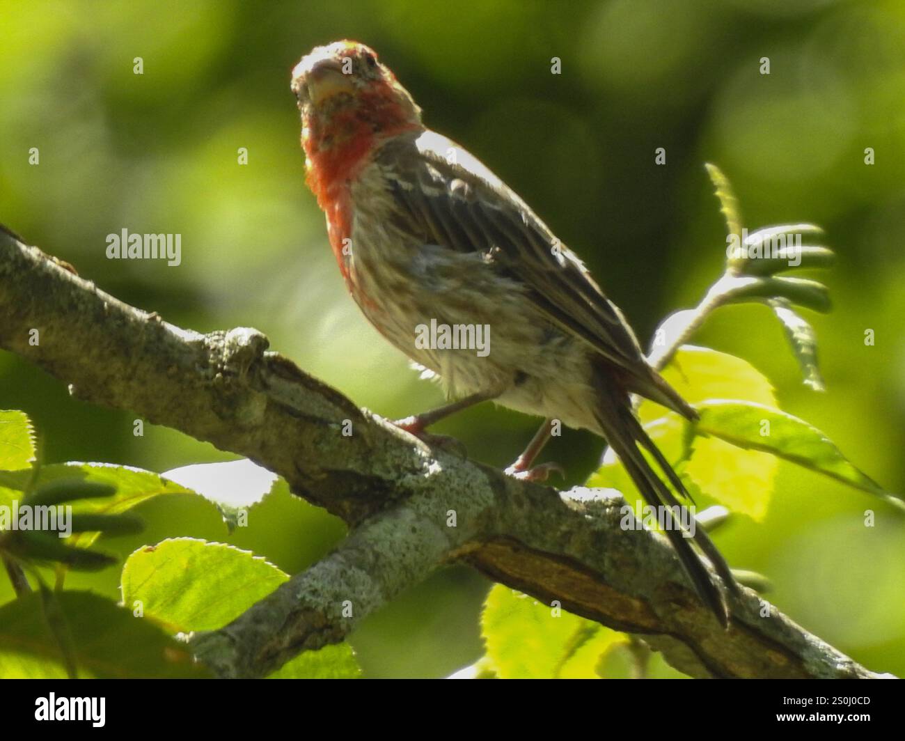 House Finch (Haemorhous mexicanus Stock Photo - Alamy