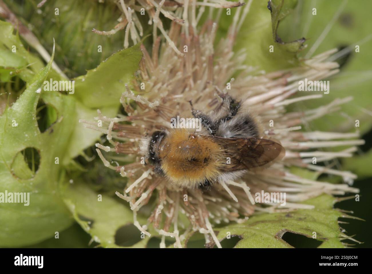 Common Carder Bumble Bee (Bombus pascuorum Stock Photo - Alamy