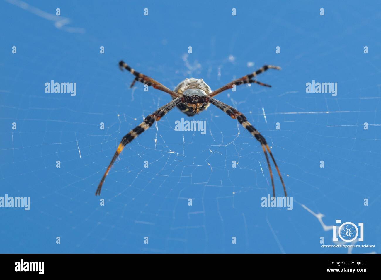 Florida Garden Spider (Argiope florida Stock Photo - Alamy