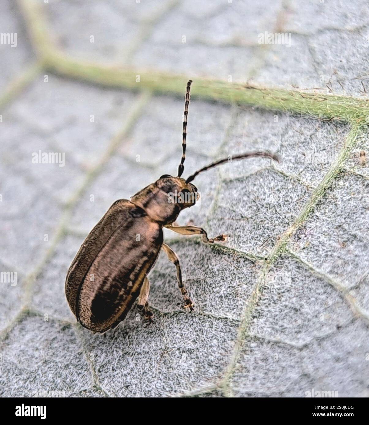 Viburnum Leaf Beetle (Pyrrhalta viburni Stock Photo - Alamy
