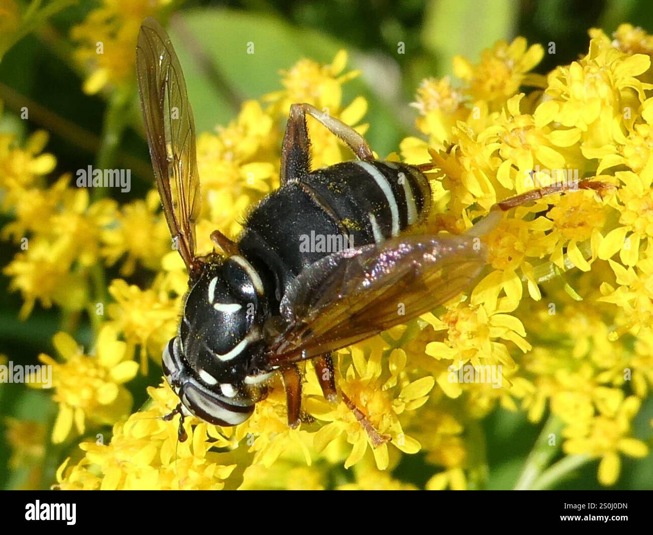 Bald-faced Hornet Fly (Spilomyia fusca Stock Photo - Alamy