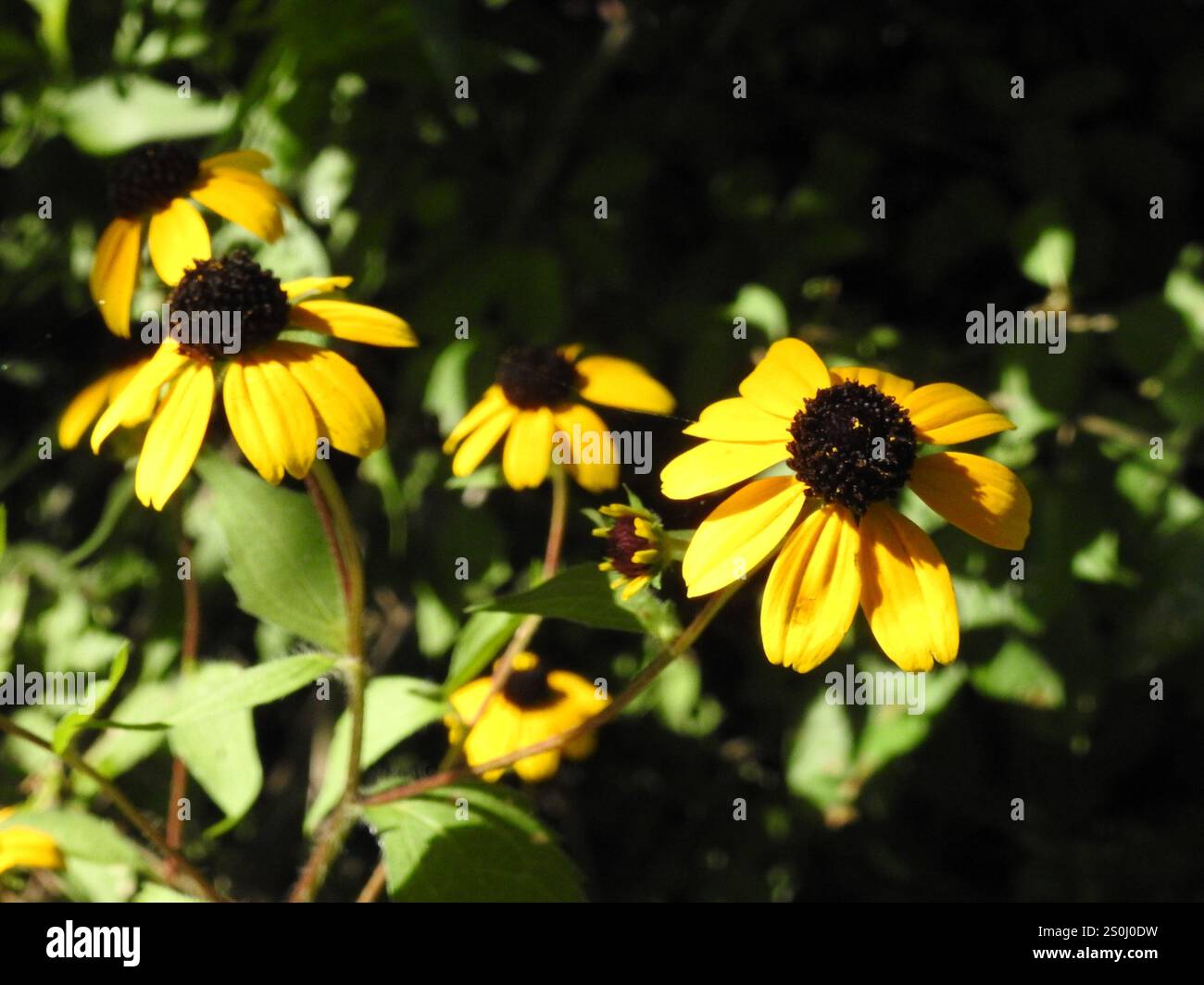 brown-eyed Susan (Rudbeckia triloba Stock Photo - Alamy