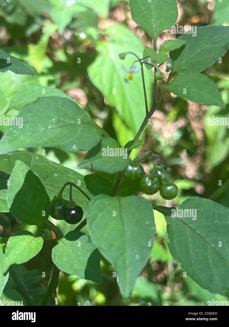 American black nightshade (Solanum americanum Stock Photo - Alamy