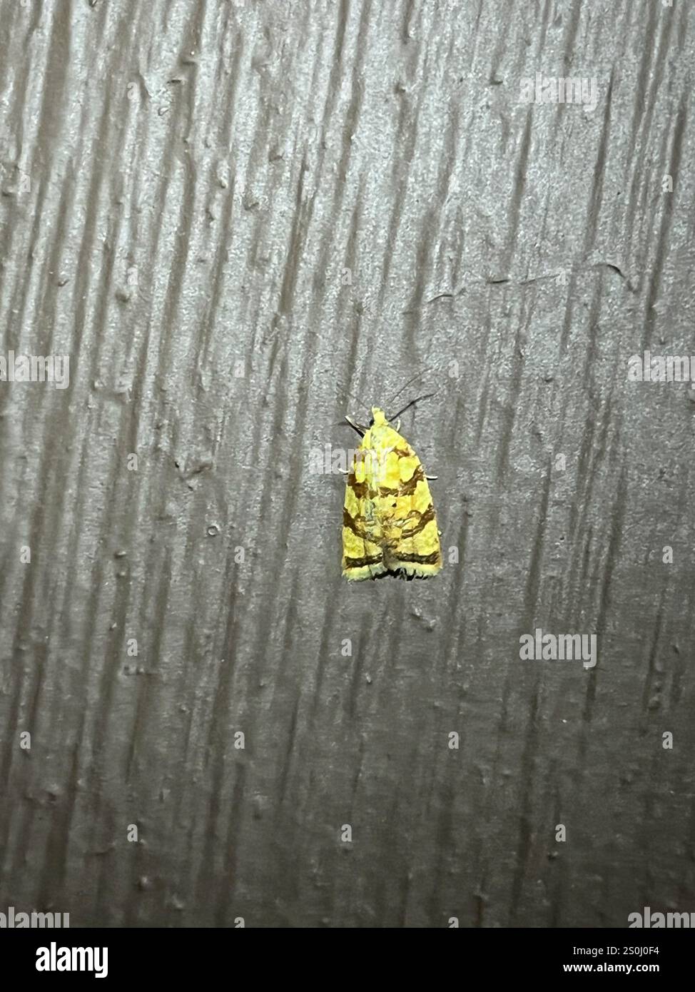 Red-edged Acleris Moth (Acleris albicomana Stock Photo - Alamy