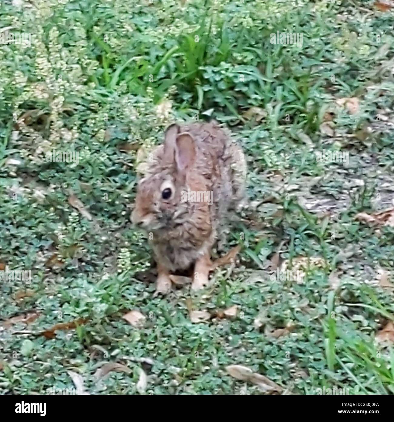 Eastern Cottontail (Sylvilagus floridanus Stock Photo - Alamy