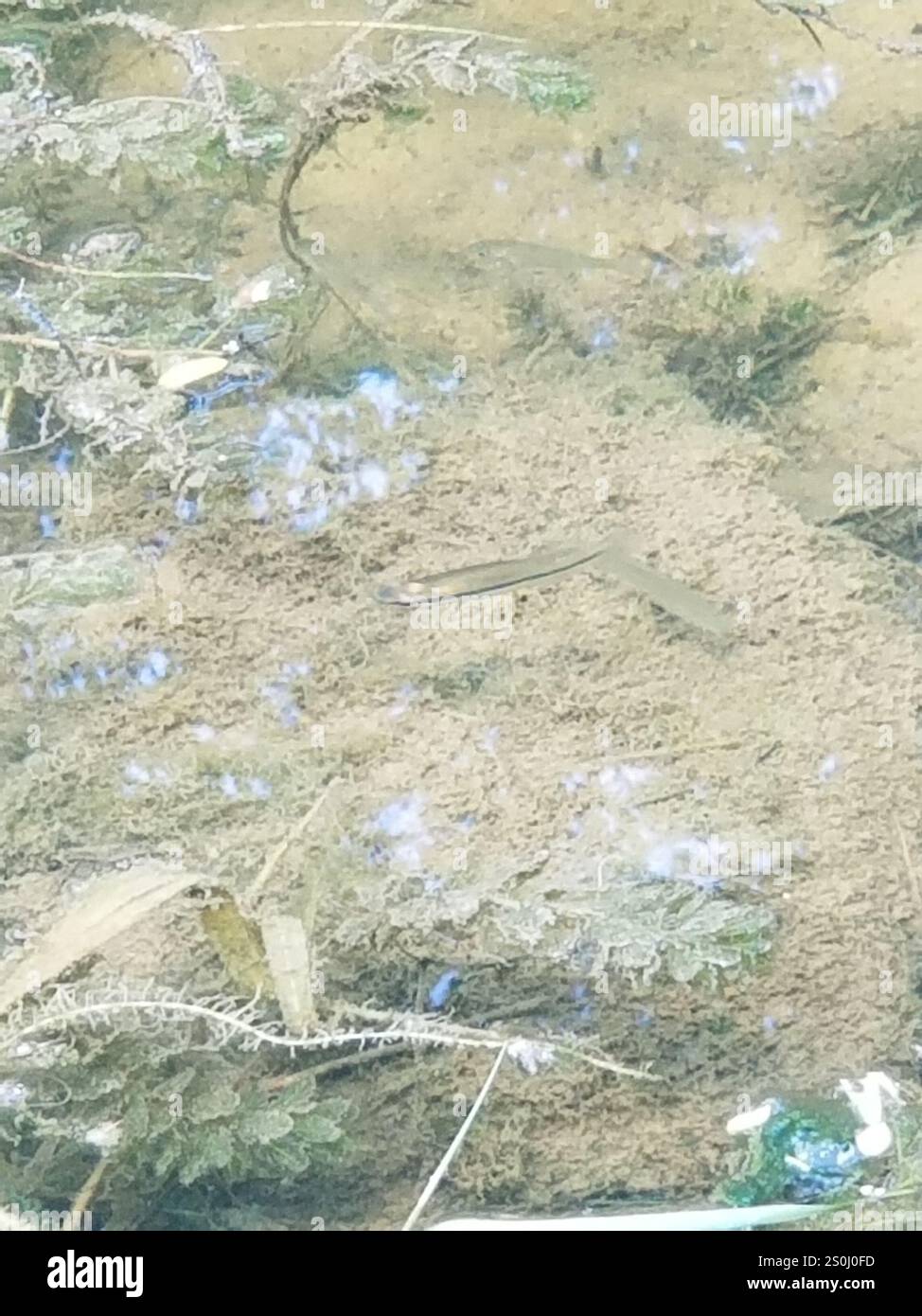 Typical Killifishes (Fundulus Stock Photo - Alamy