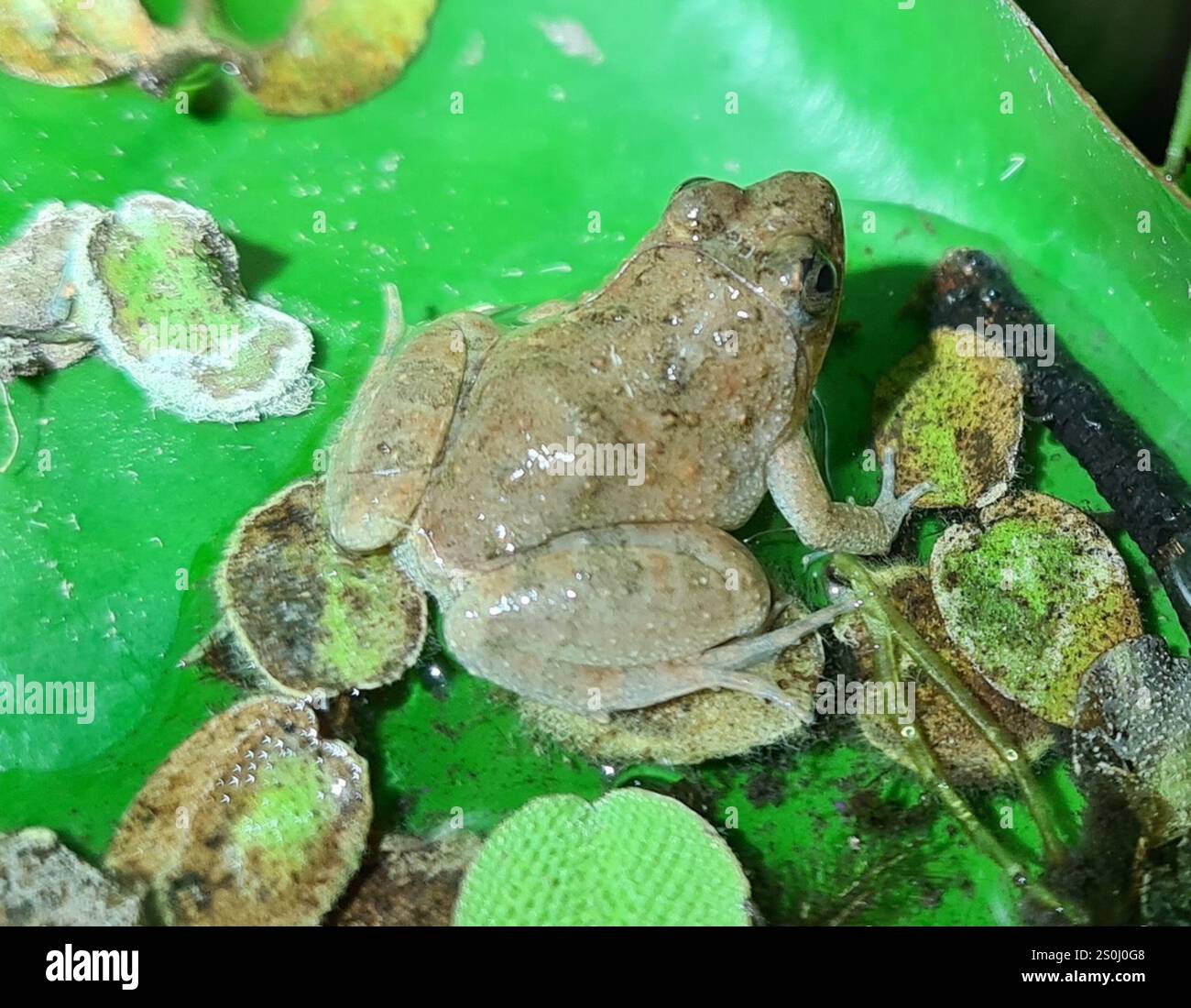 Natal Puddle Frog (Phrynobatrachus natalensis Stock Photo - Alamy