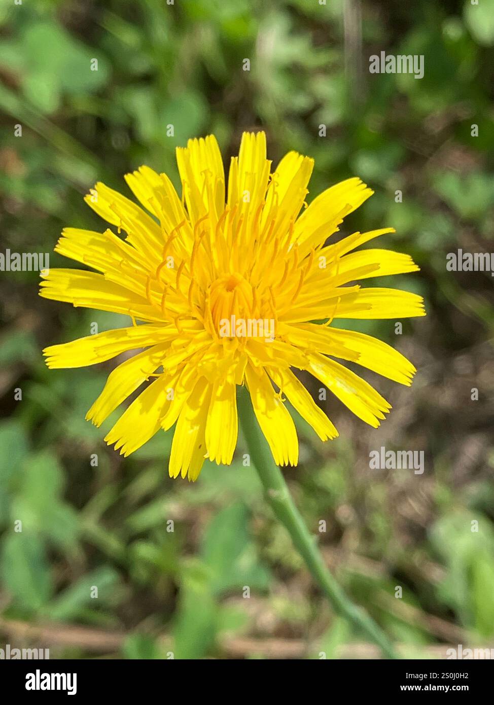 Common Cat's-ear (Hypochaeris radicata Stock Photo - Alamy