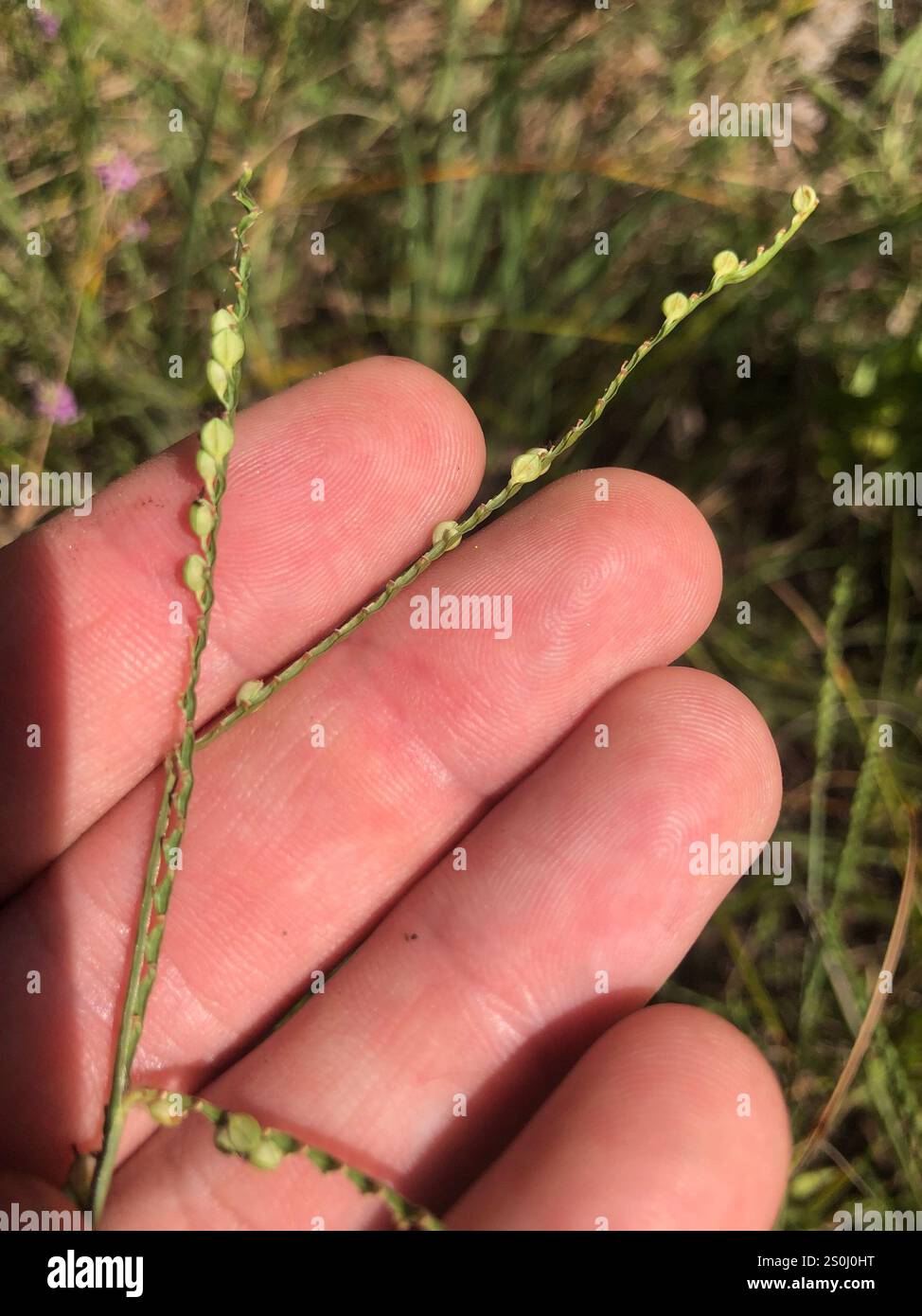 Paspalum setaceum hi-res stock photography and images - Alamy