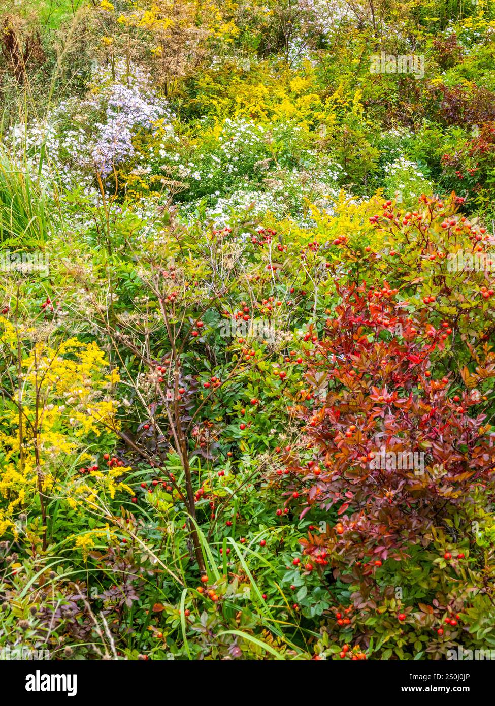 Fall color at Michaels Landing in Judique in Inverness County on Cape ...