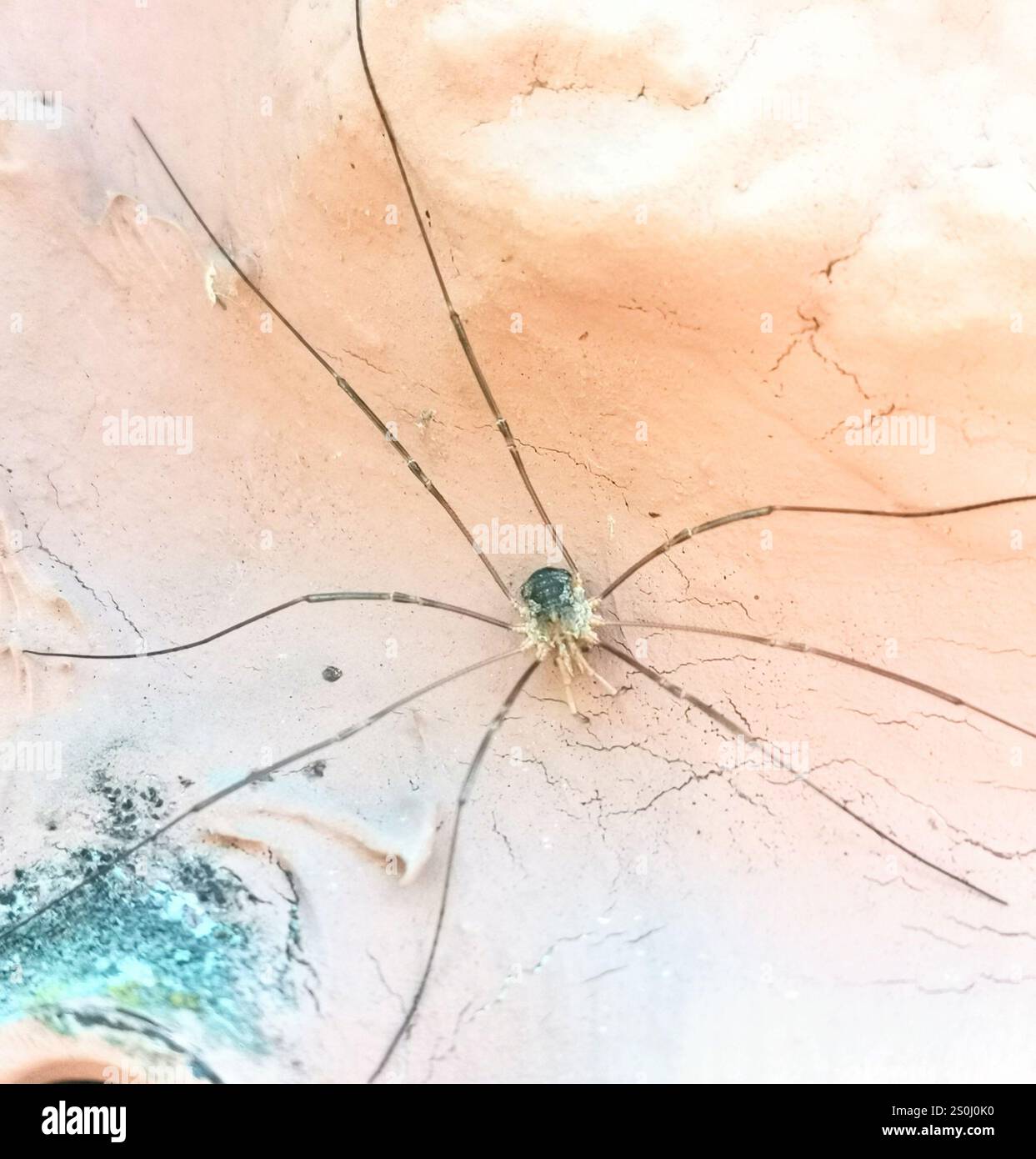 European Harvestman (Phalangium opilio Stock Photo - Alamy