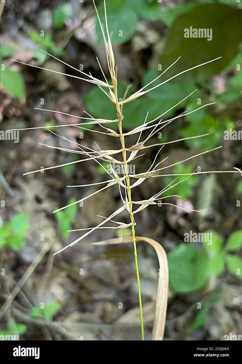 bottlebrush grass (Elymus hystrix Stock Photo - Alamy