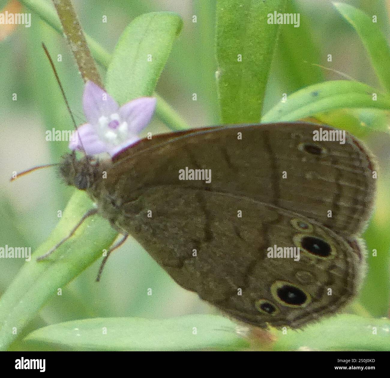 Carolina Satyr (Hermeuptychia sosybius Stock Photo - Alamy