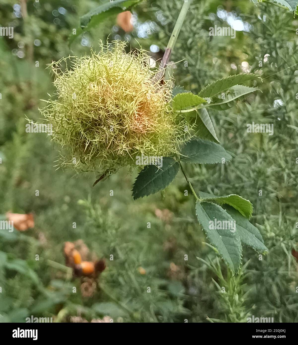 Mossy Rose Gall Wasp (Diplolepis rosae Stock Photo - Alamy