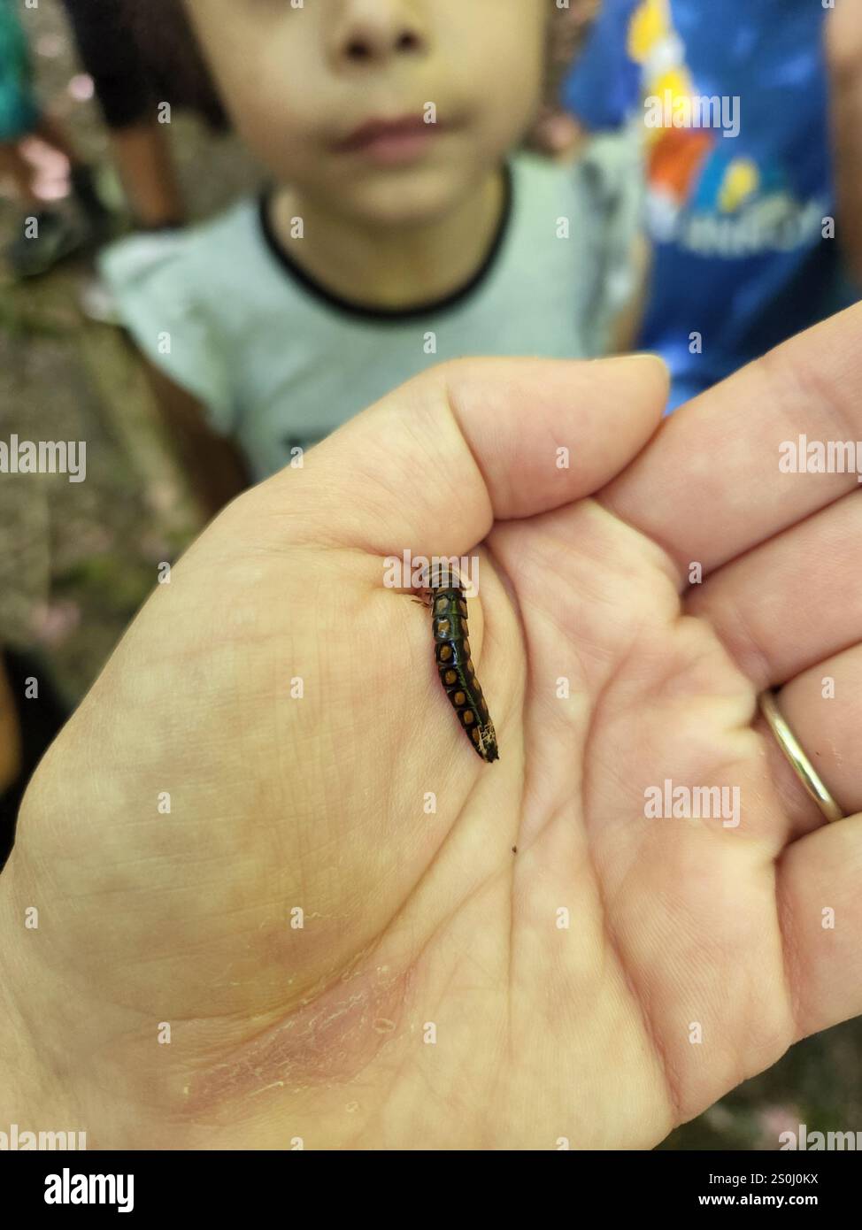 Phengodes hi-res stock photography and images - Alamy