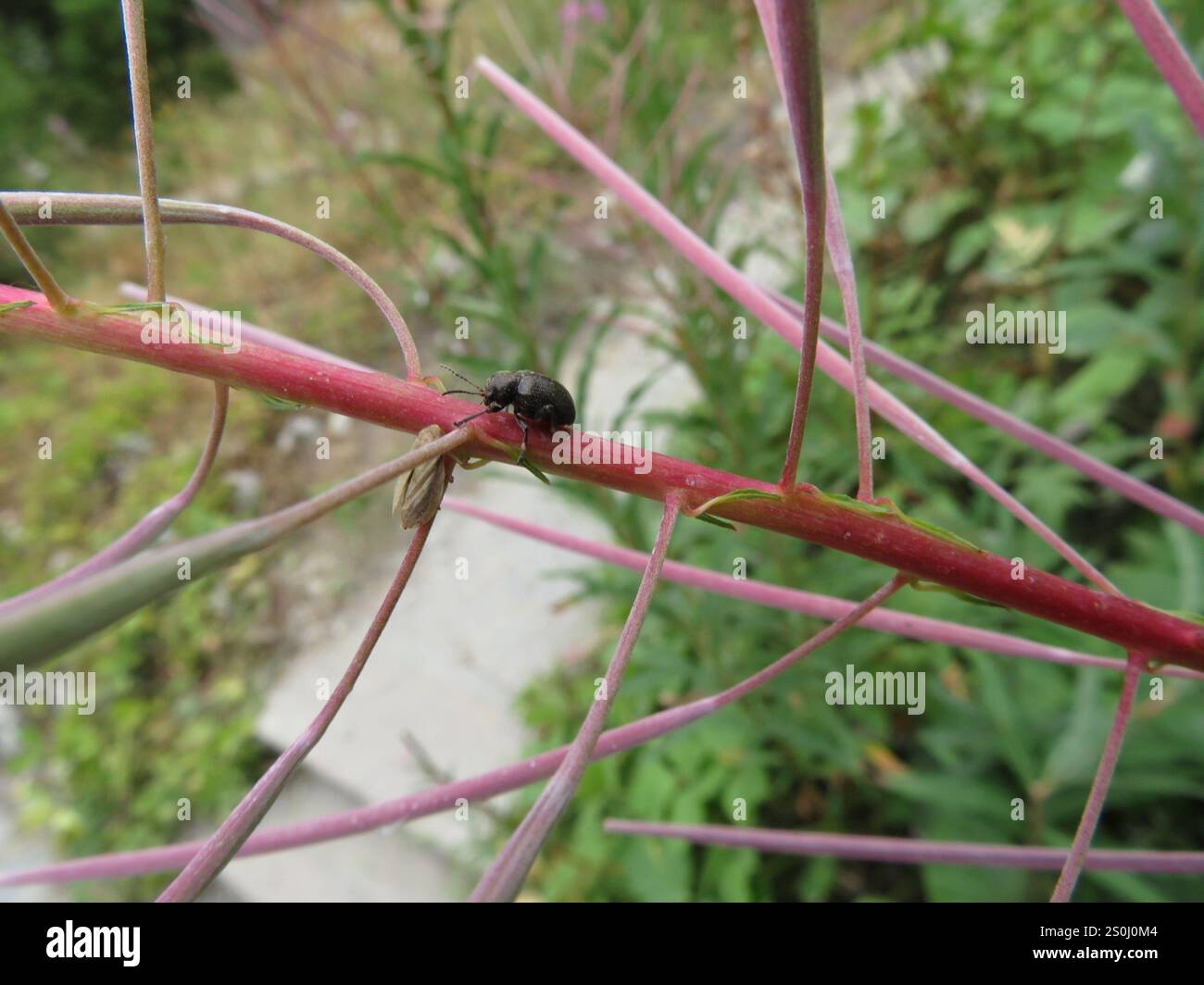Western Grape Rootworm (Bromius obscurus Stock Photo - Alamy