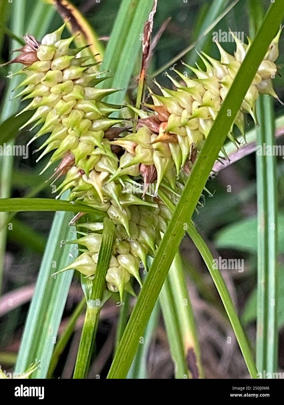 retrorse sedge (Carex retrorsa Stock Photo - Alamy
