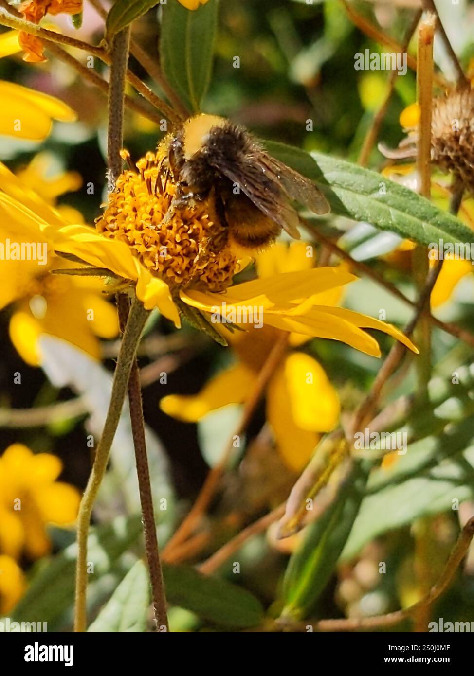 Western Bumble Bee (Bombus occidentalis Stock Photo - Alamy