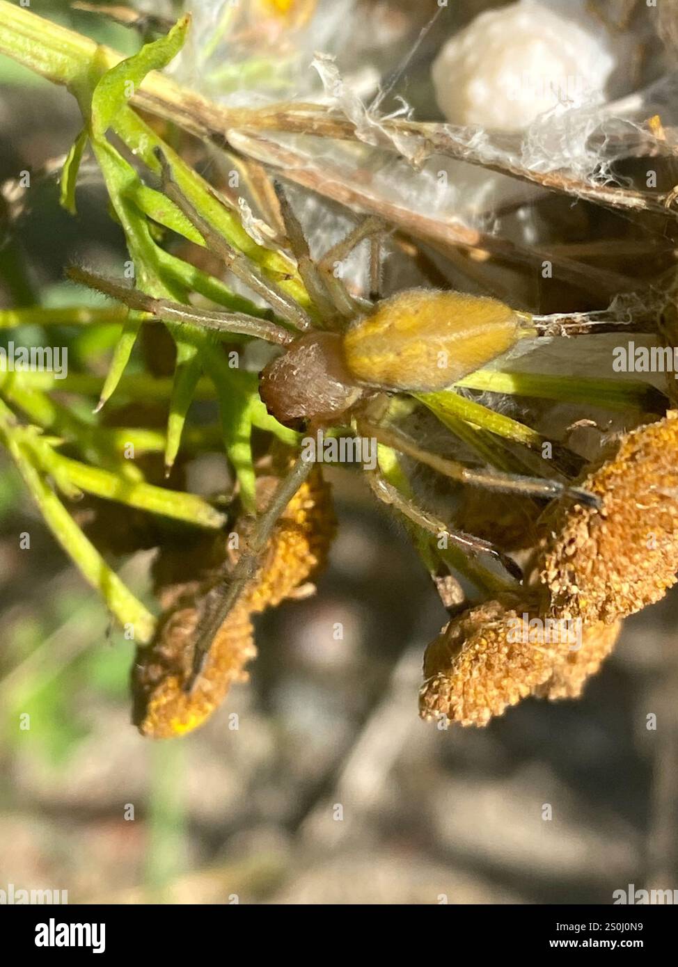European Yellow Sac Spider (Cheiracanthium punctorium Stock Photo - Alamy
