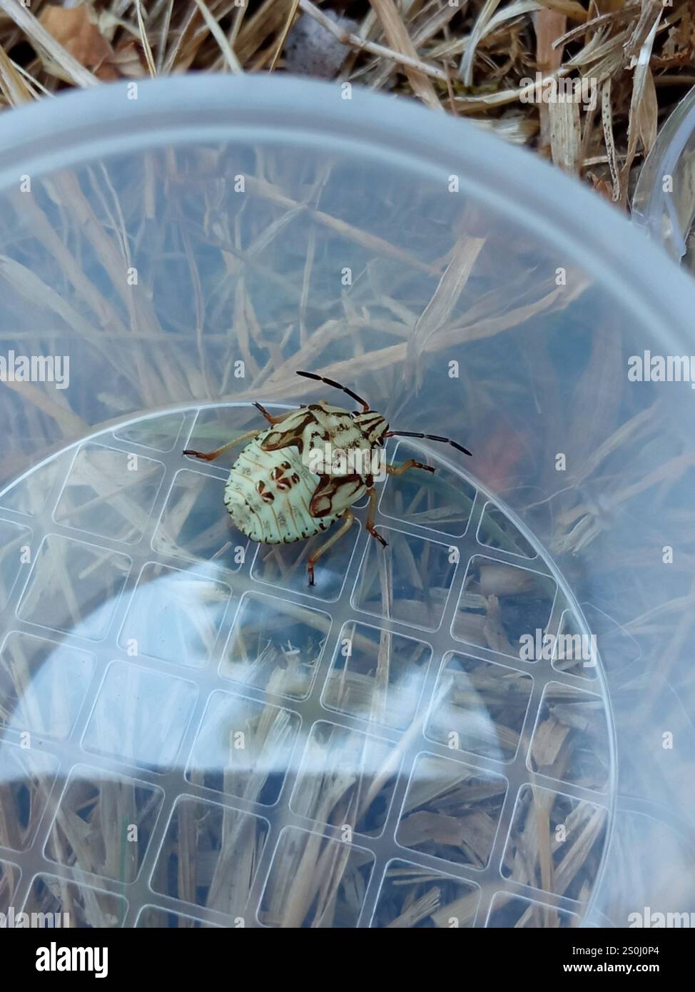 Black-shouldered Shieldbug (Carpocoris purpureipennis Stock Photo - Alamy