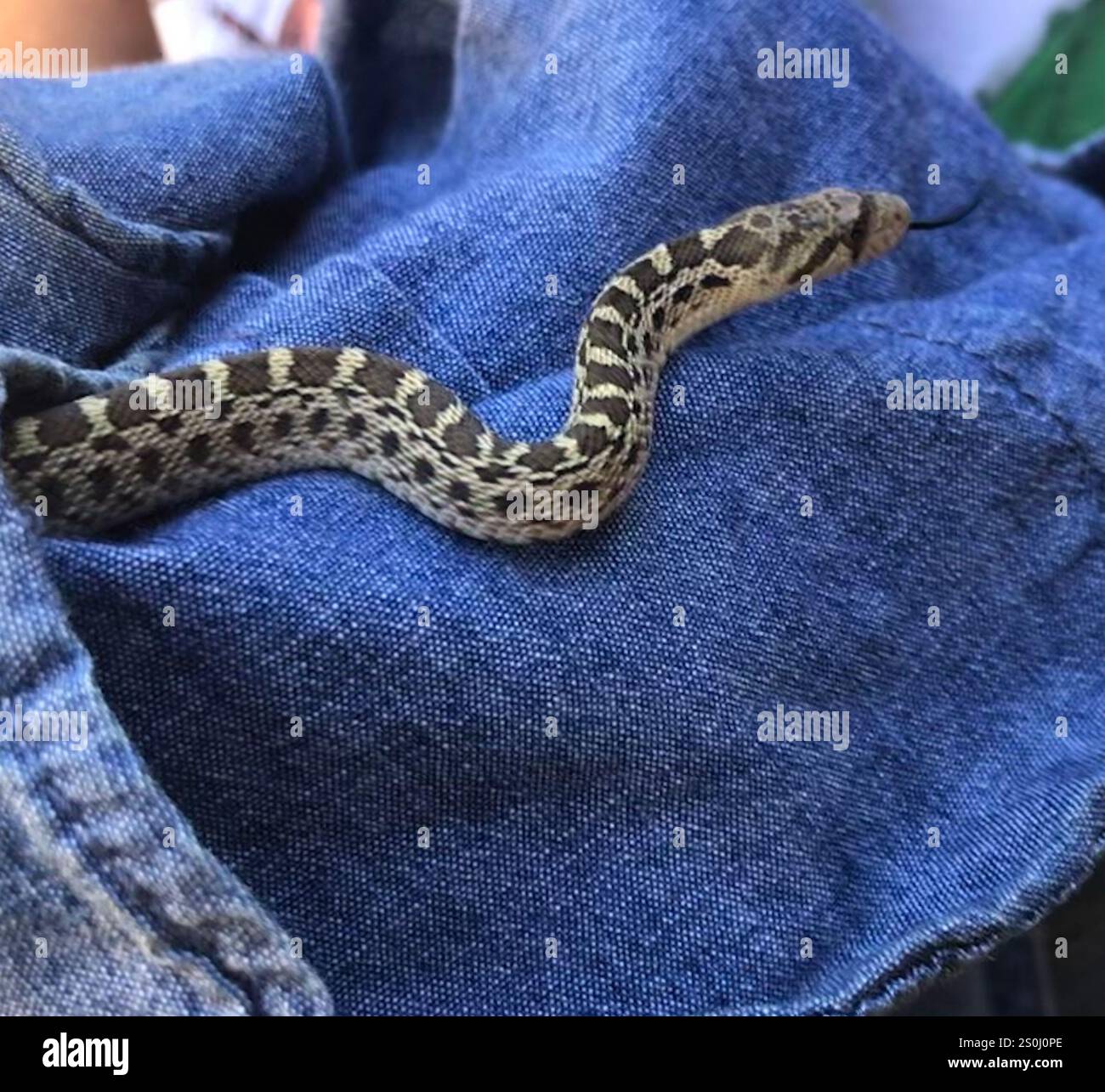 Pacific Gopher Snake (Pituophis catenifer catenifer Stock Photo - Alamy