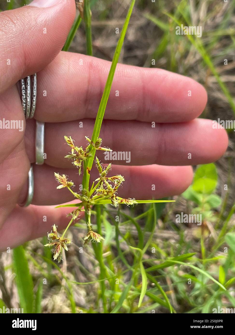 Toothed Sedge (Cyperus dentatus Stock Photo - Alamy