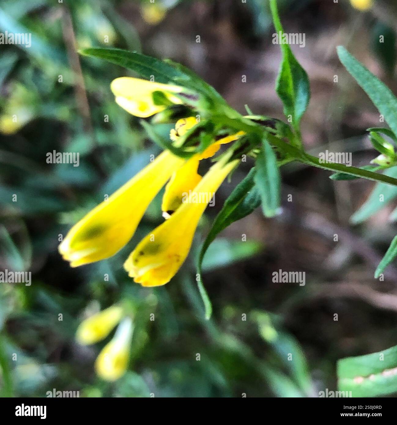 Common Cow-wheat (Melampyrum pratense Stock Photo - Alamy