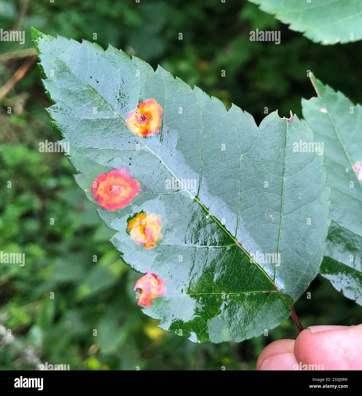quince rust (Gymnosporangium clavipes Stock Photo - Alamy